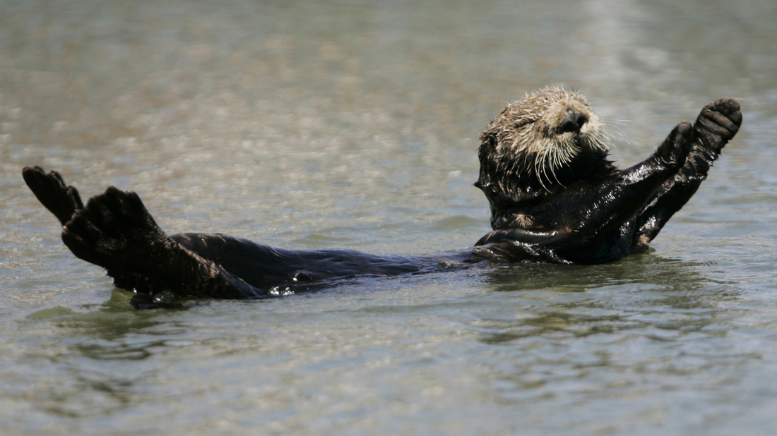 More Than Just Cute, Sea Otters Are Superheroes Of The Marsh : NPR