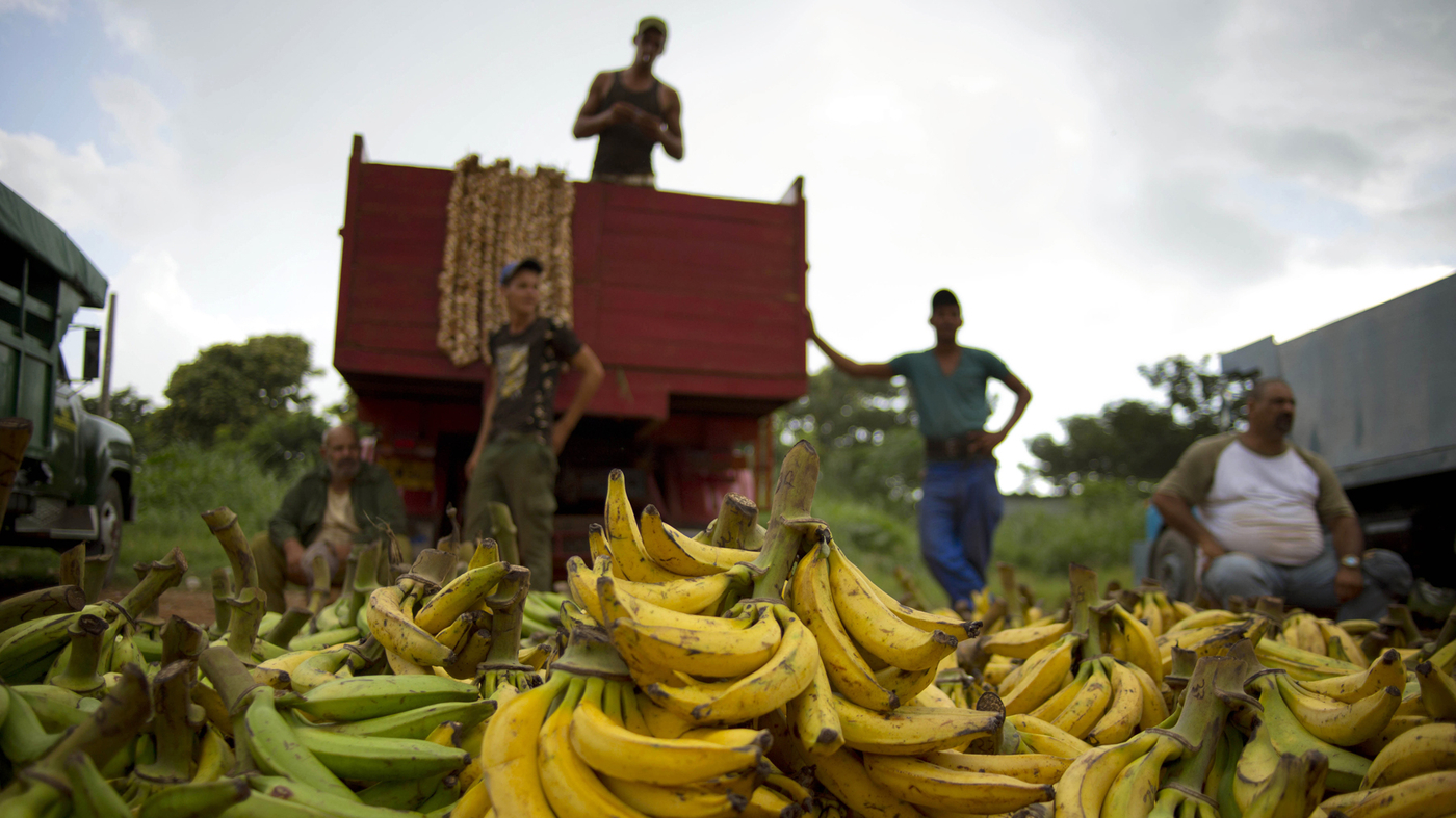 What The Change In U.S.-Cuba Relations Might Mean For Food : The Salt : NPR