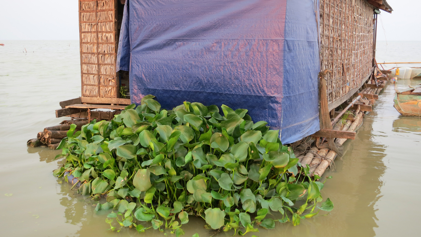 Floating Toilets That Clean Themselves Grow On A Lake : Goats and Soda ...