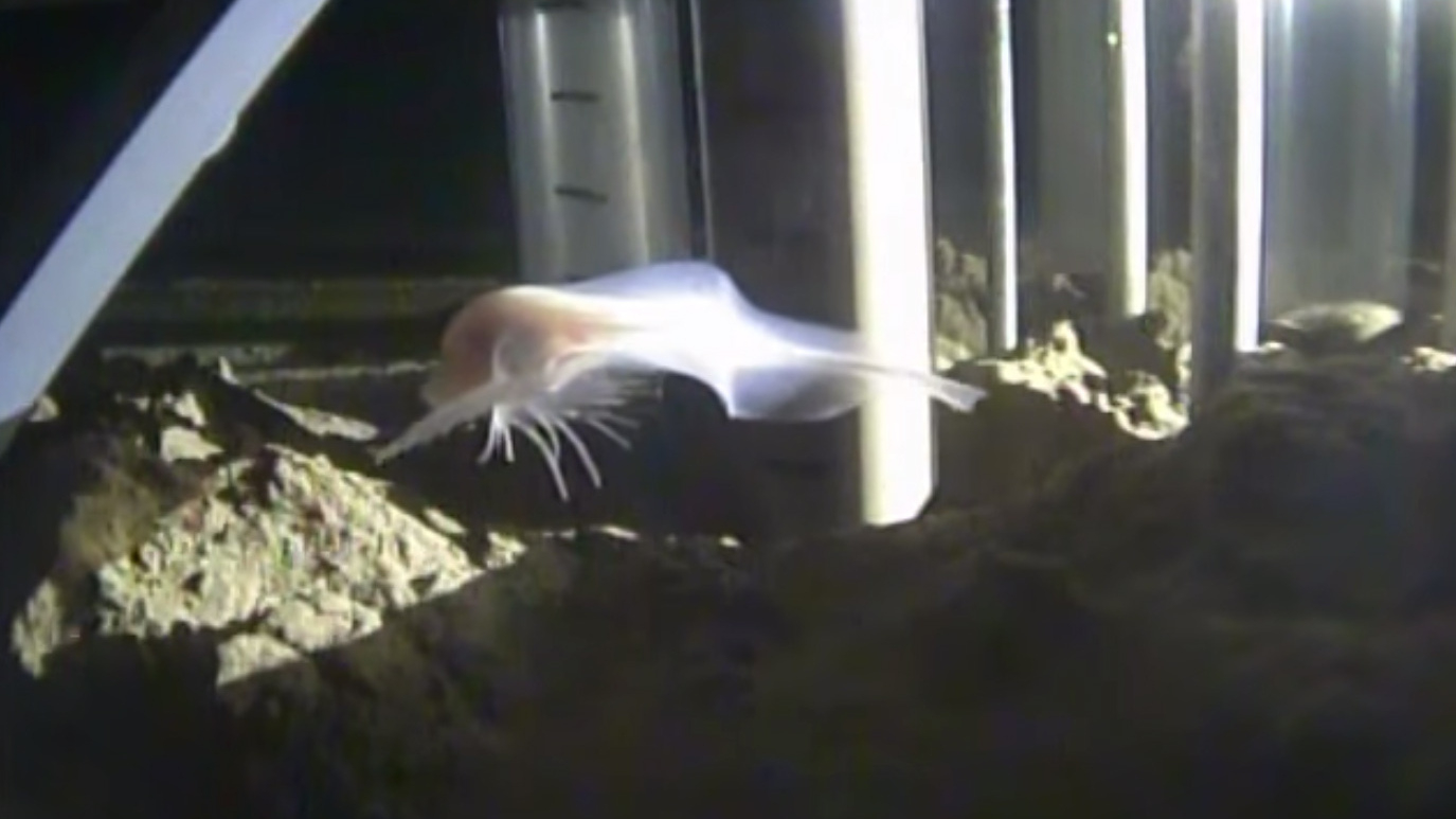 Unexpected Life Found In The Ocean's Deepest Trench : The Two-Way : NPR