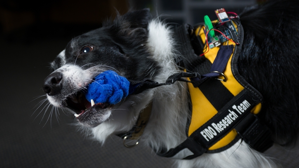 Sit. Stay. Call 911: FIDO Vest Gives Service Dogs An Upgrade : NPR