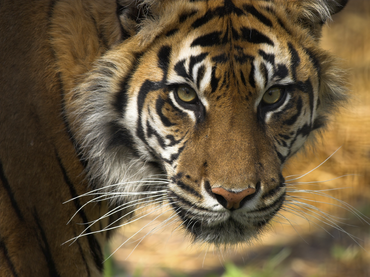 Tiger Trade Download