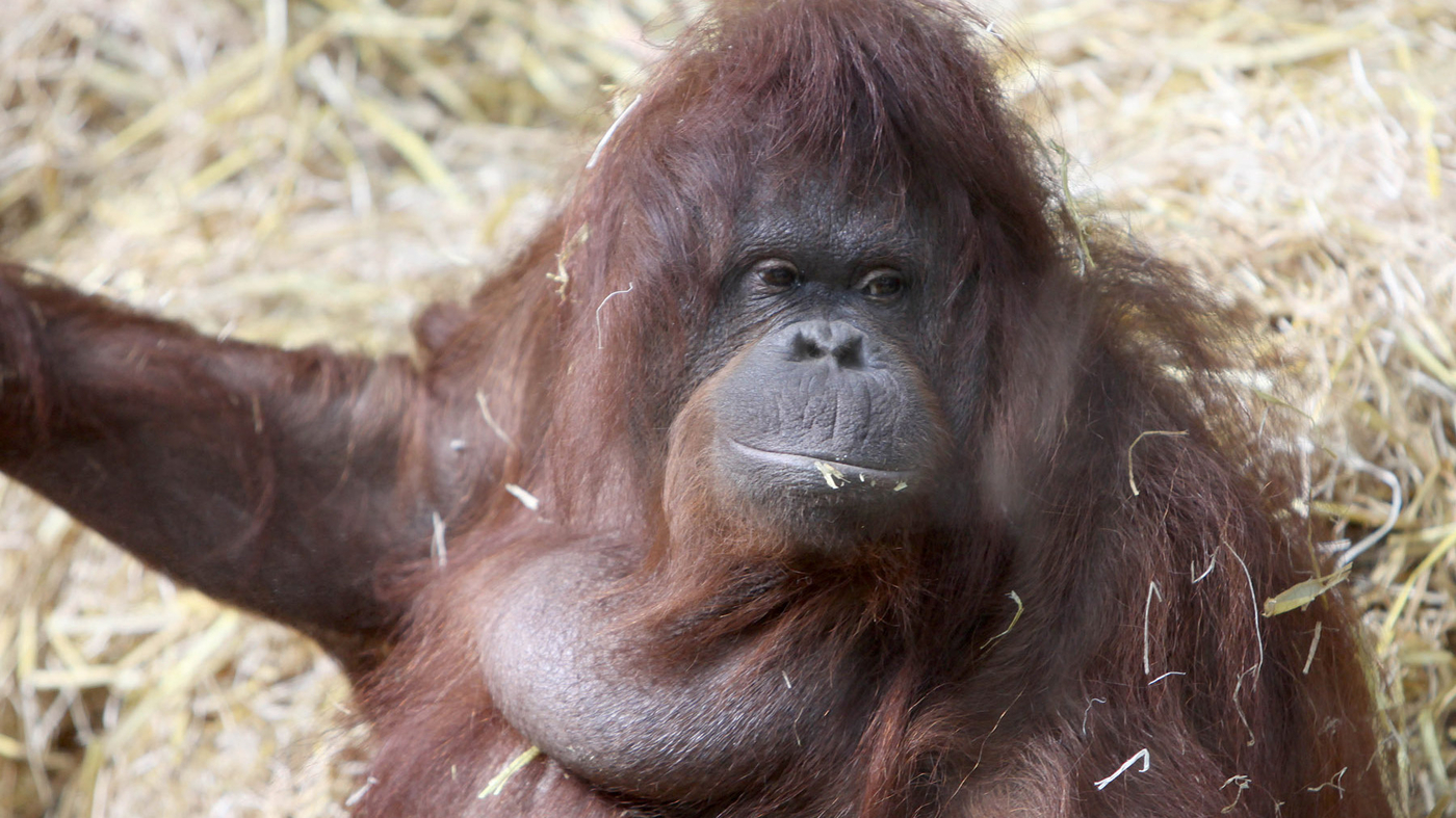 From The Mouths Of Apes, Babble Hints At Origins of Human Speech ...