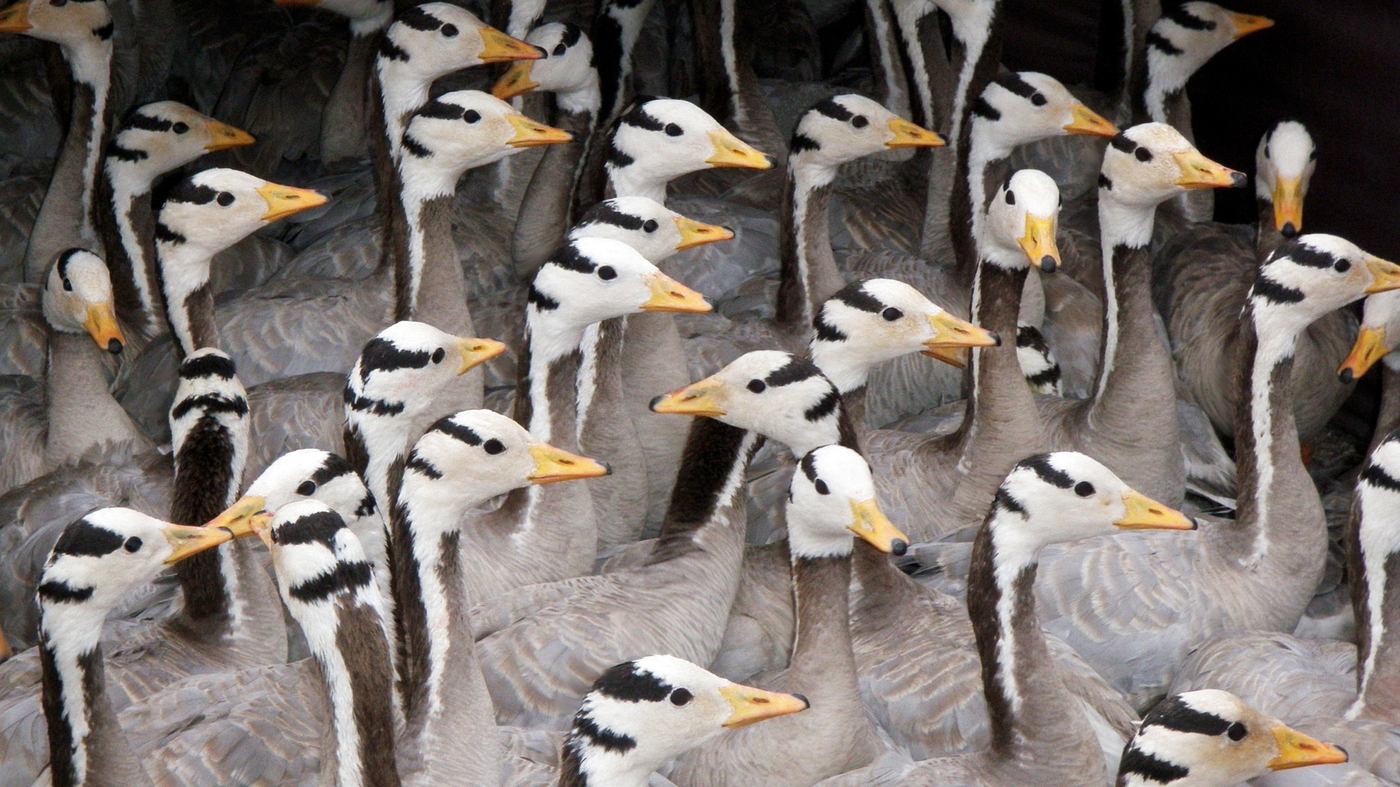 Highflying Geese Save Energy By Swooping Like A Roller Coaster : NPR