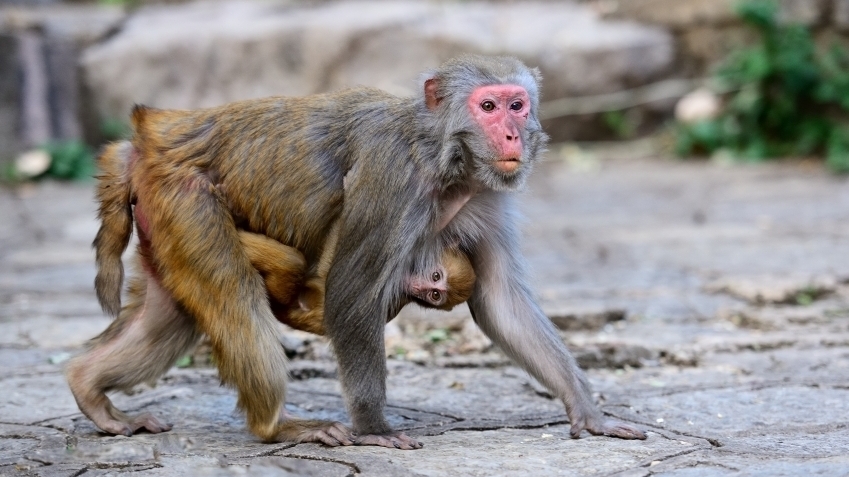 Plight Of Baby Lab Monkeys Reaches Congress : 13.7: Cosmos And Culture ...