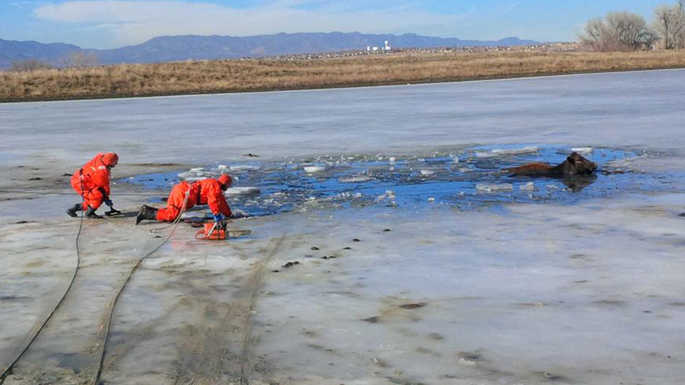 To Save 2 Cows, All It Took Was A Good Icebreaker : NPR