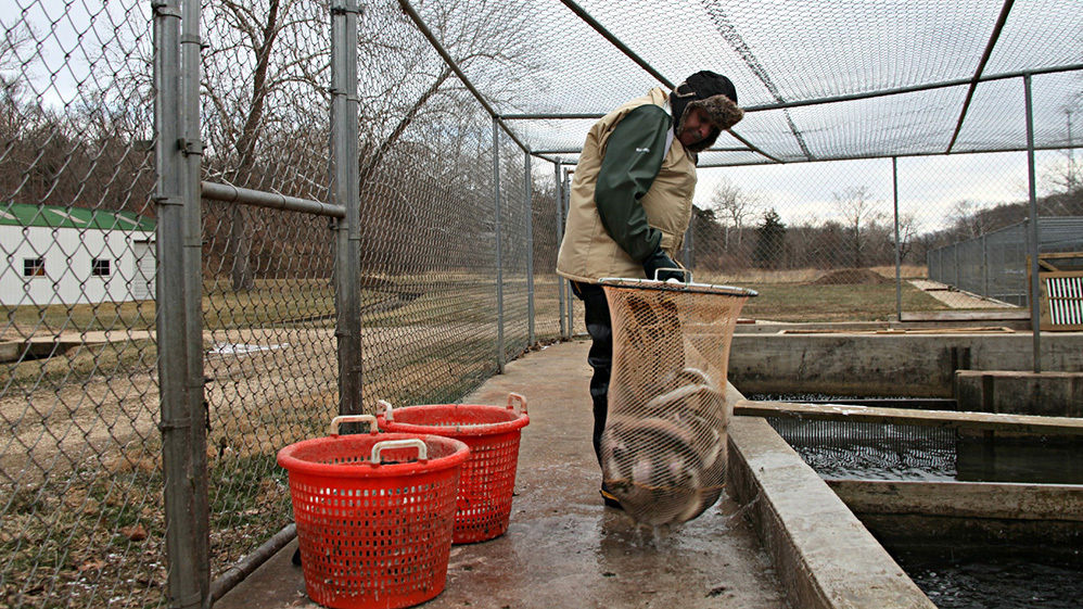 How Fish Could Change What It Means For Food To Be Organic : The Salt : NPR