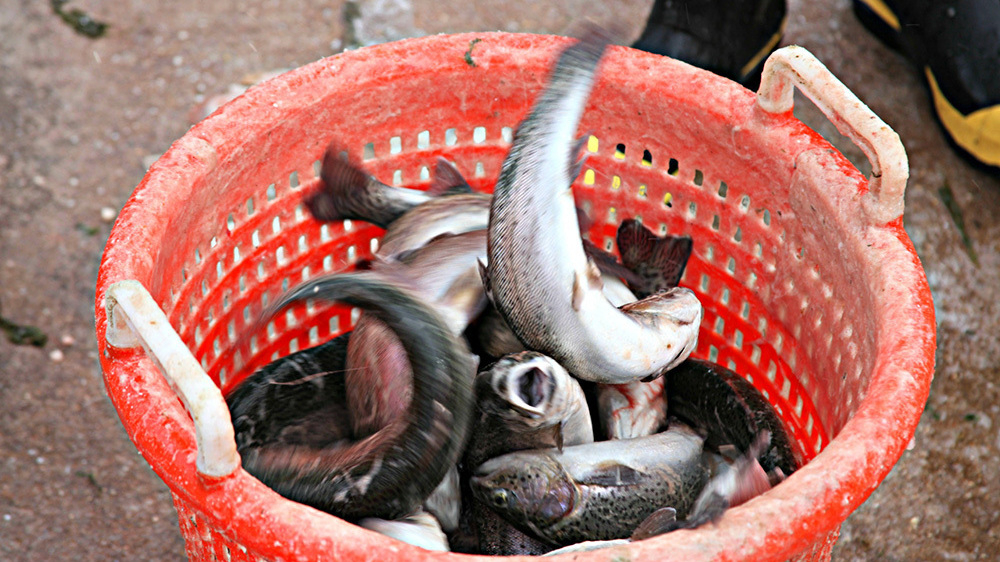 How Fish Could Change What It Means For Food To Be Organic : The Salt : NPR