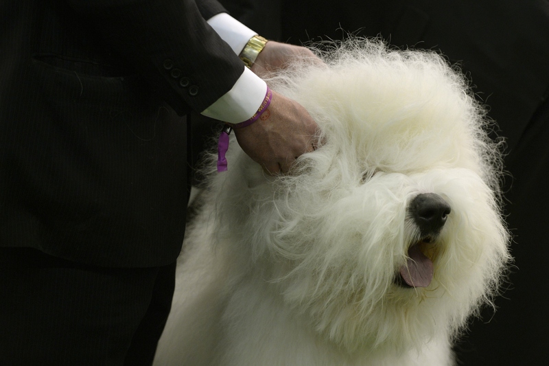 Meet The Dogs Whose Names Are Too Long To Fit In This Headline : The ...