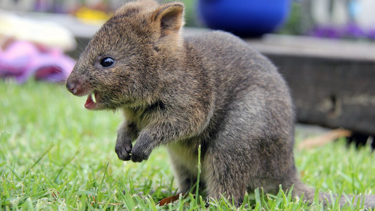 Cuteness Break: The Genial Quokka Steals Scenes And Hearts : The Two ...