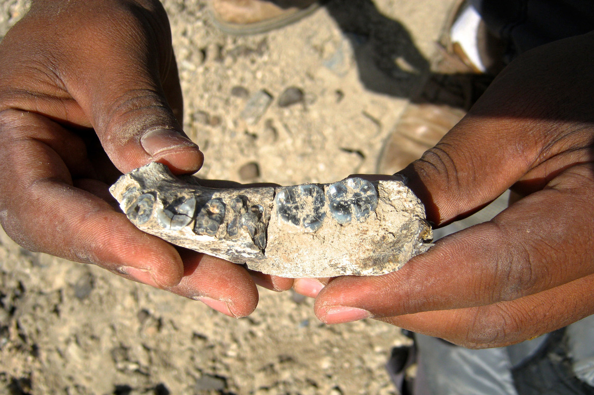 Jawbone Fossil Fills Big Gap In Human Evolution, Scientists Say : The ...