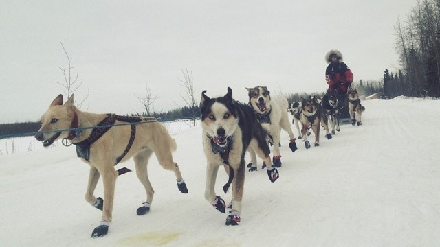 Iditarod's Top Dogs Will Brave New Twists : NPR