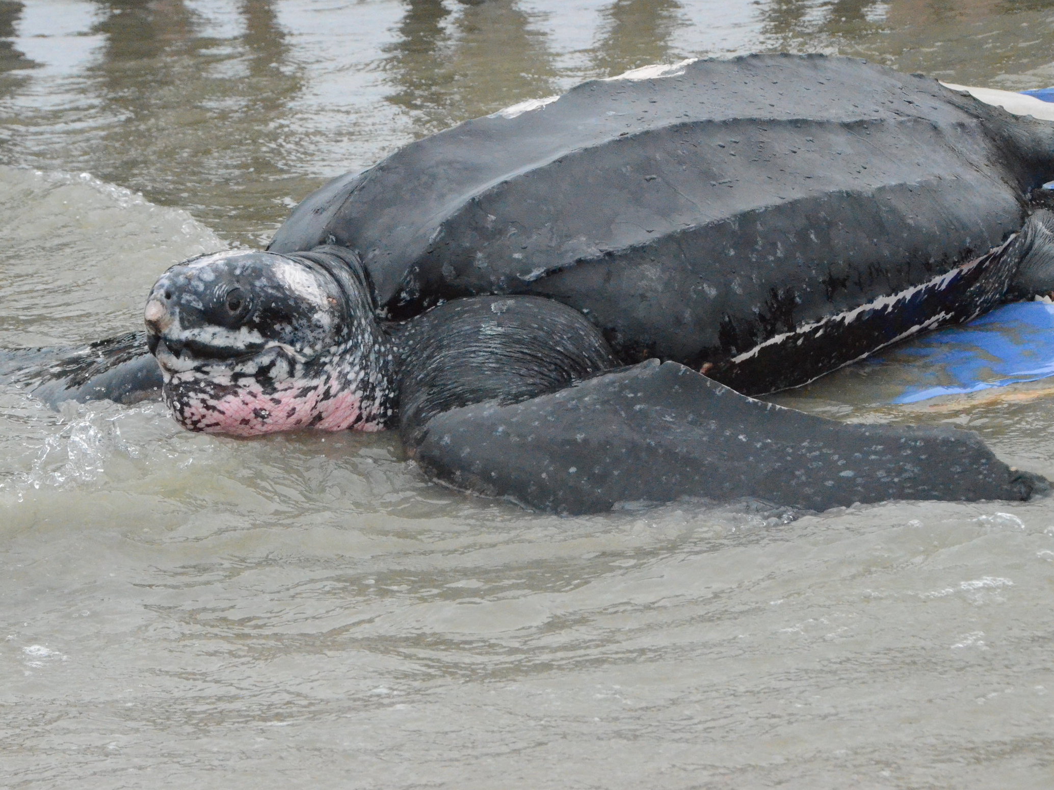 After Rescue, Massive Sea Turtle Released Into Atlantic | NCPR News