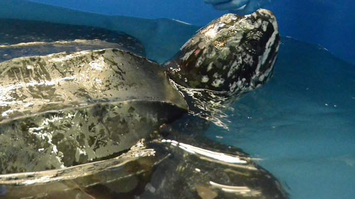 After Rescue, Massive Sea Turtle Released Into Atlantic : The Two-Way : NPR