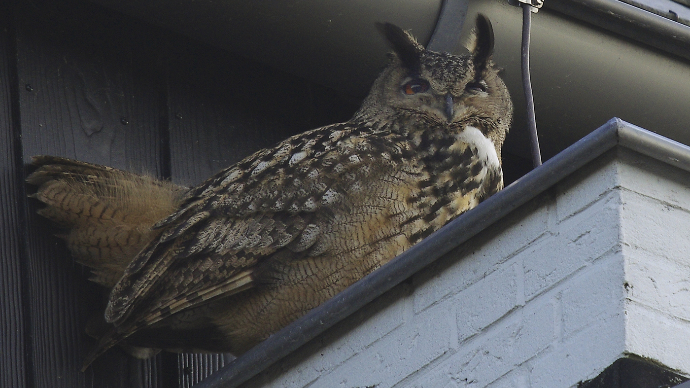 Dutch Owl's Rampage Ends Safely For All : The Two-Way : NPR