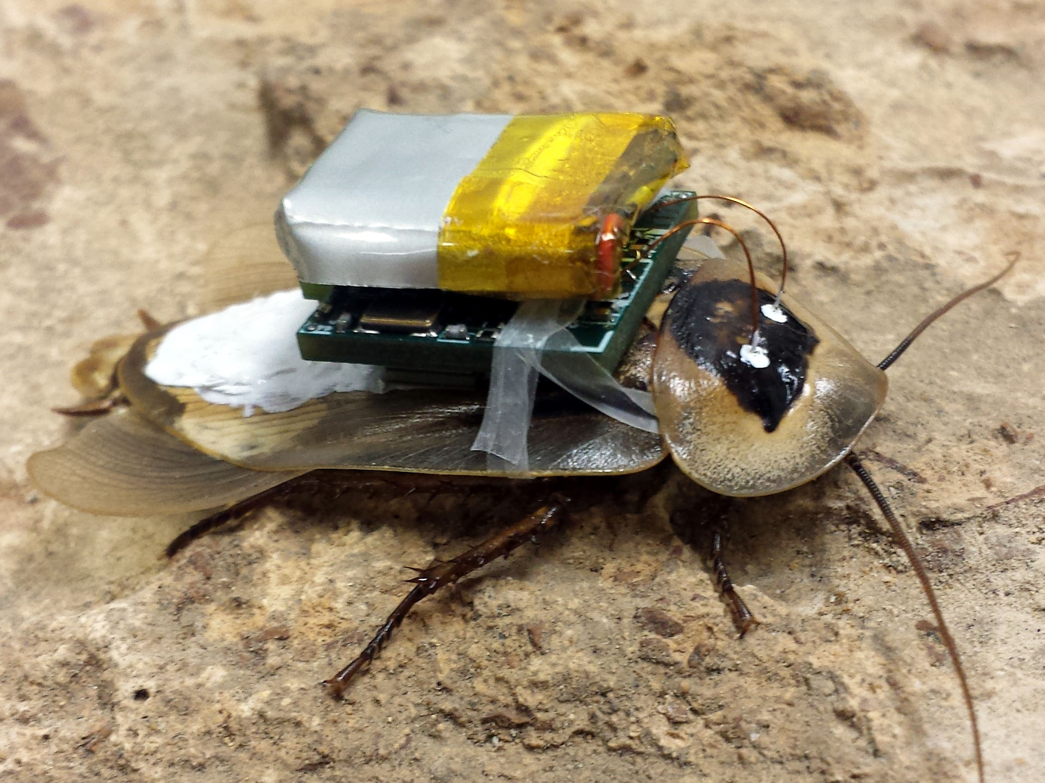 What Cockroaches With Backpacks Can Do. Ah-mazing | NCPR News