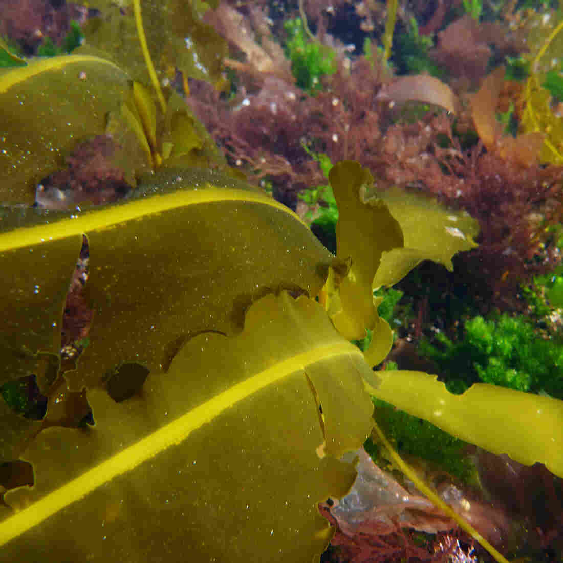 Protein Goes Green: Can Algae Become The Next Soy? : The Salt : NPR