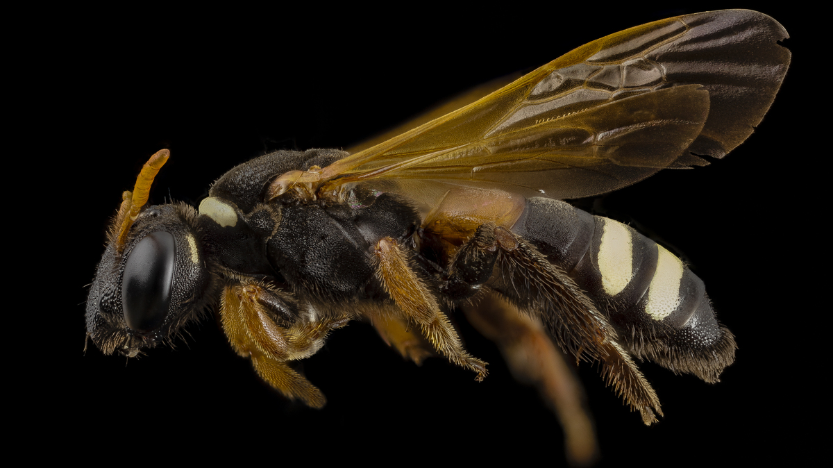 No Pain, No Scientific Gain: One Man's Quest To Quantify Bug Stings : NPR