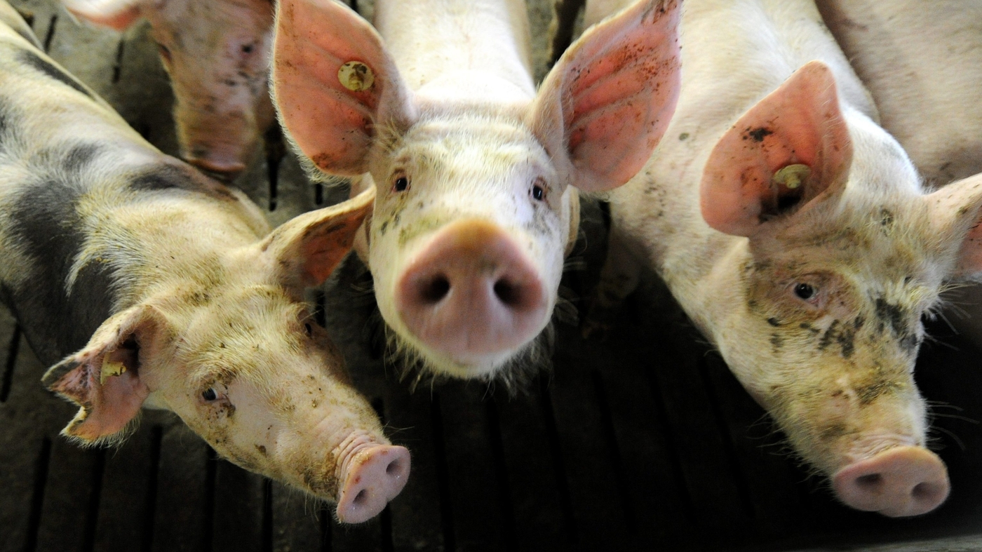 For The Love Of Pork: Antibiotic Use On Farms Skyrockets Worldwide ...