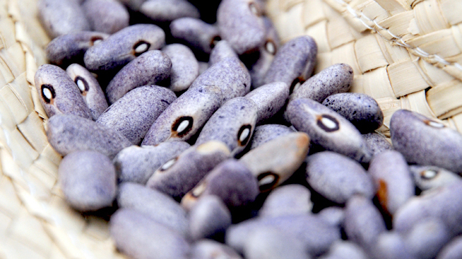 Meet The Cool Beans Designed To Beat Climate Change : The Salt : NPR