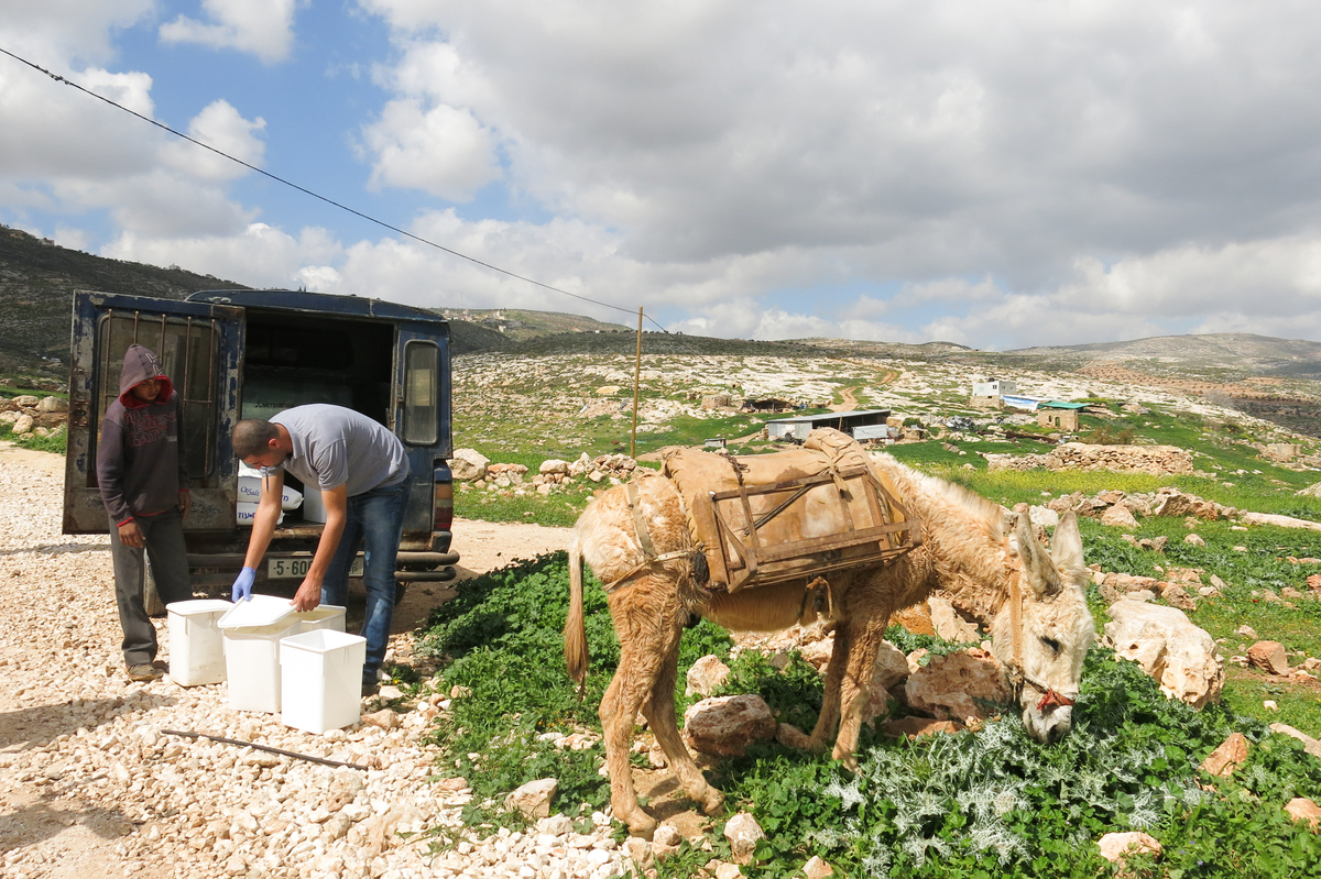 Making Cheese In The Land Of The Bible: Add Myrrh And A Leap Of Faith ...