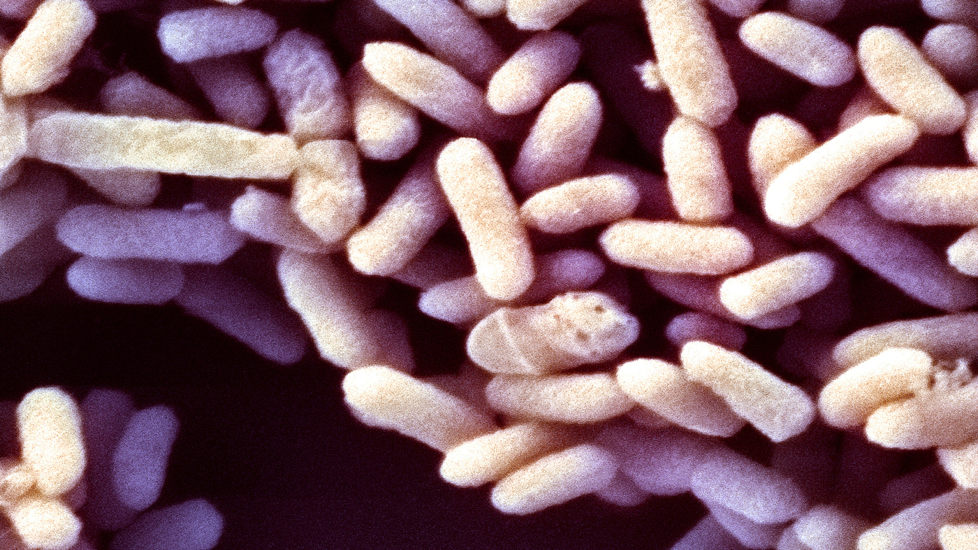 Bundle Of Joyful Microbes: Mom's DNA Alters Baby's Gut Bacteria : Shots ...