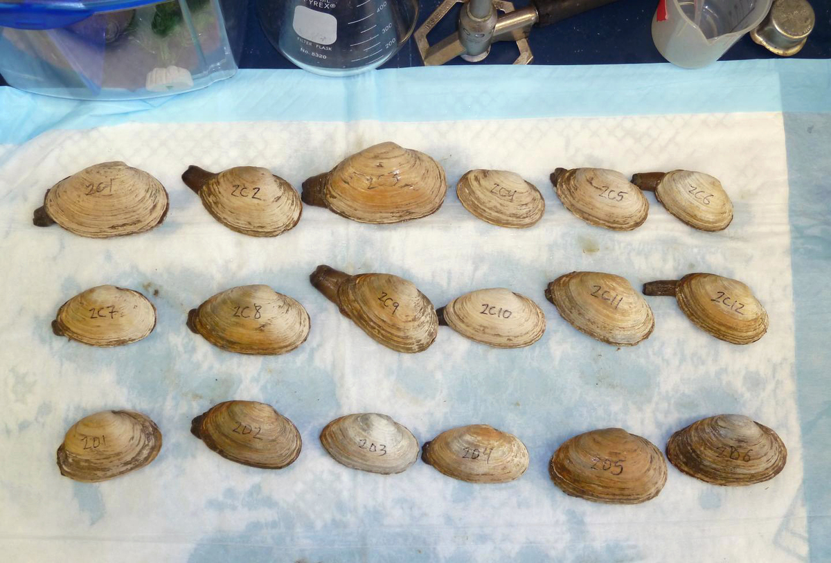Clam Cancer Spreads Along Eastern Seaboard : Shots - Health News : NPR