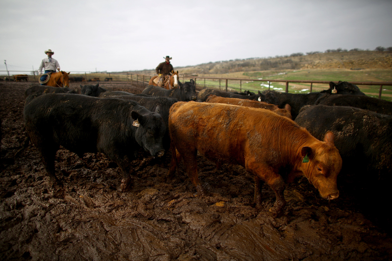 How Texas Ranchers Try To Clinch The Perfect Rib-Eye : The Salt : NPR