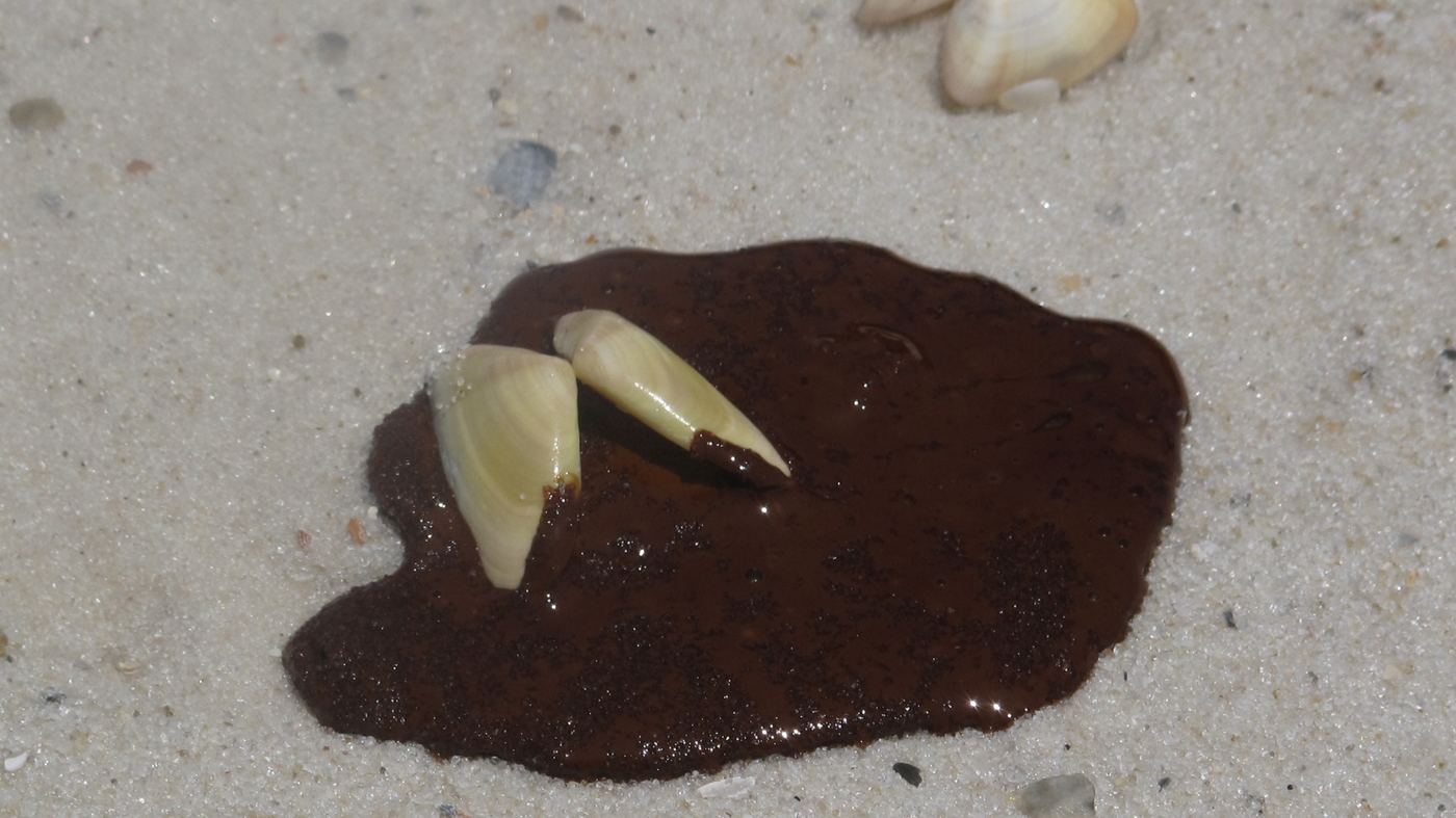 5 Years After BP Oil Spill, Experts Debate Damage To Ecosystem : NPR