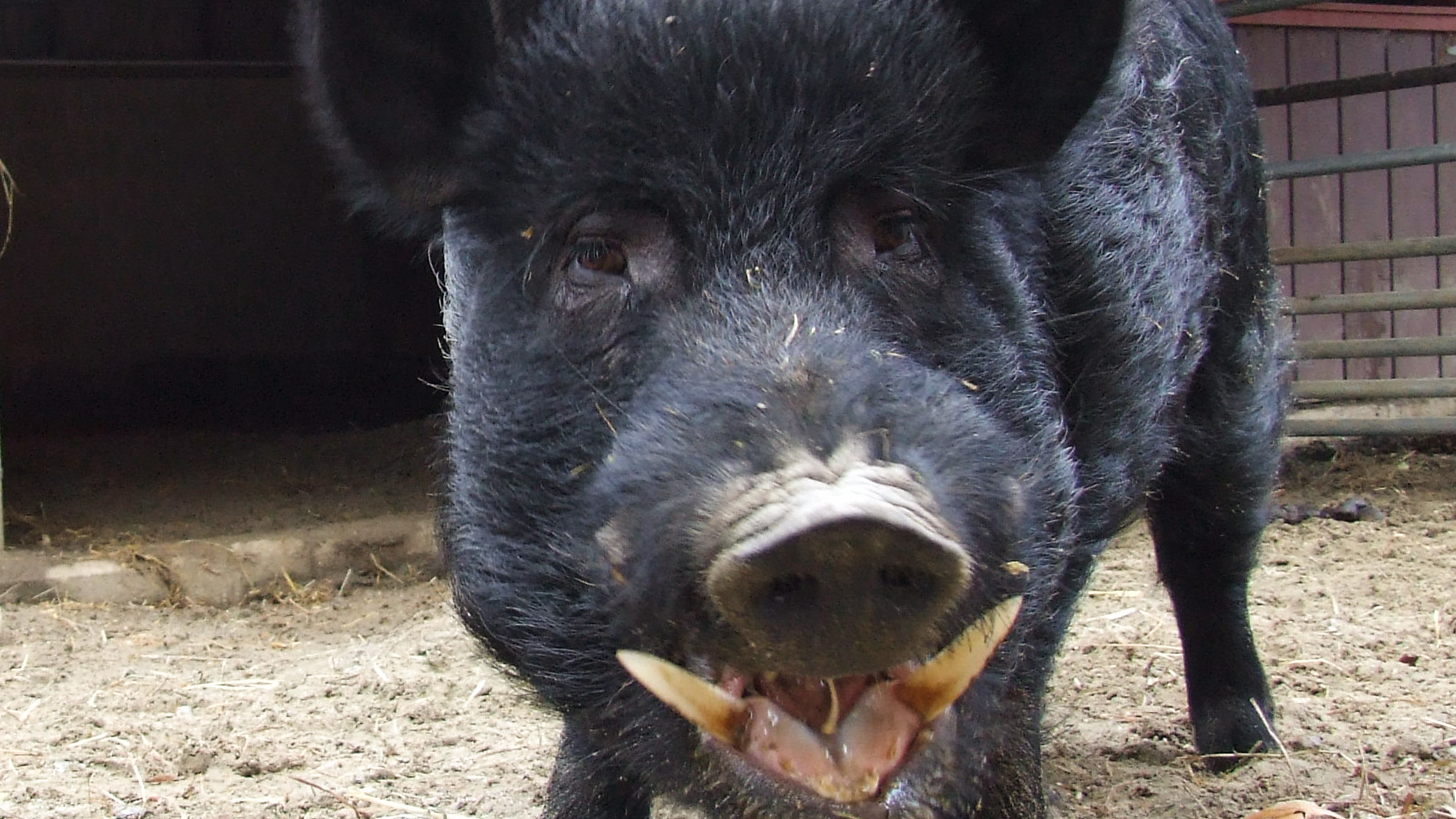 These Animals Might Go Extinct Because No One Wants To Eat Them : The ...