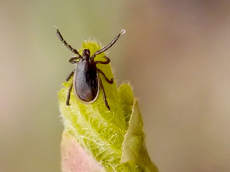 Don't Trust The Goats; Their Ticks Could Make You Sick | NCPR News