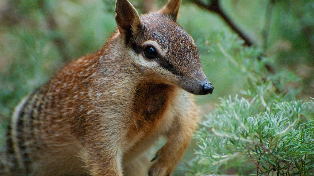 How To Feed A Numbat: Zoo Cookery Aids Endangered Species : The Salt : NPR