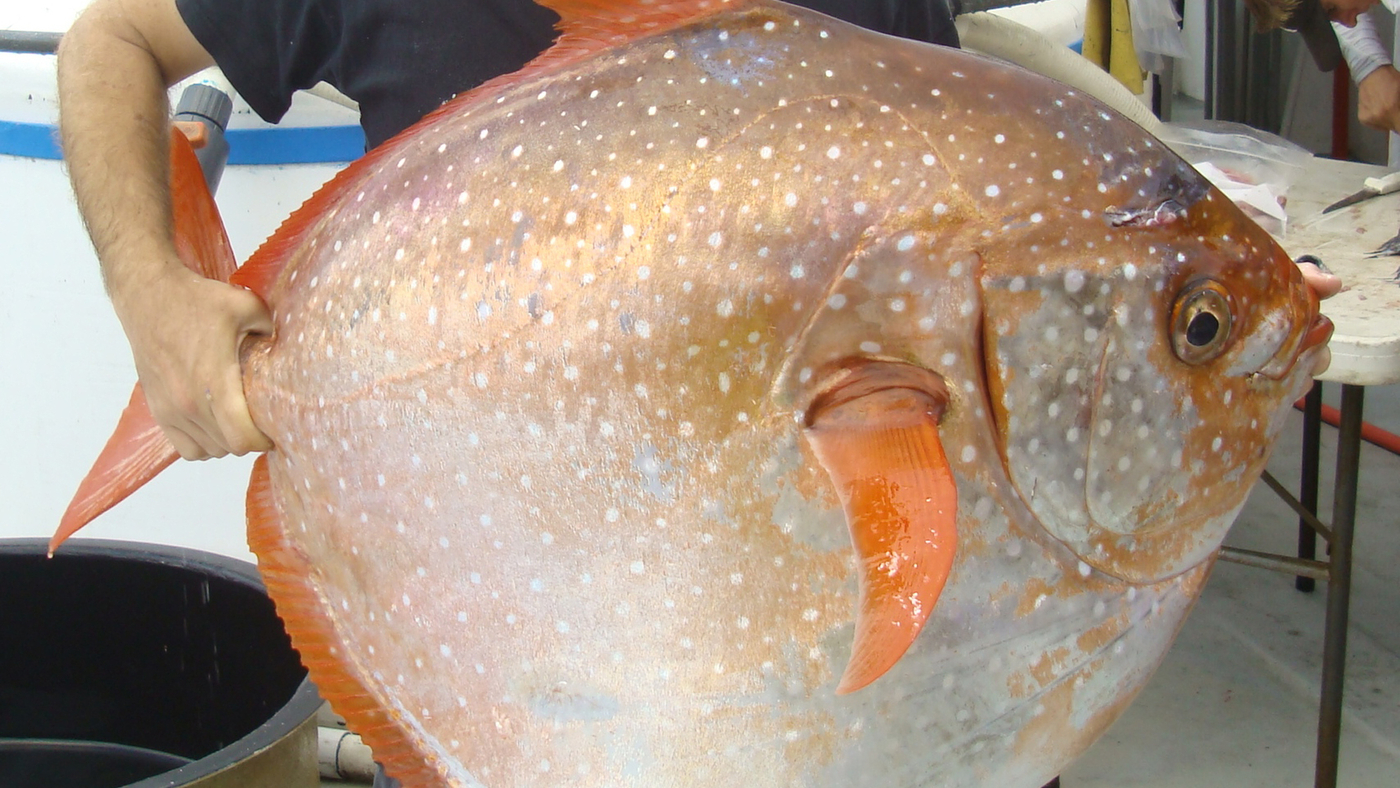 First In Fish: 'Fully Warmblooded' Moonfish Prowls The Deep Seas : The ...