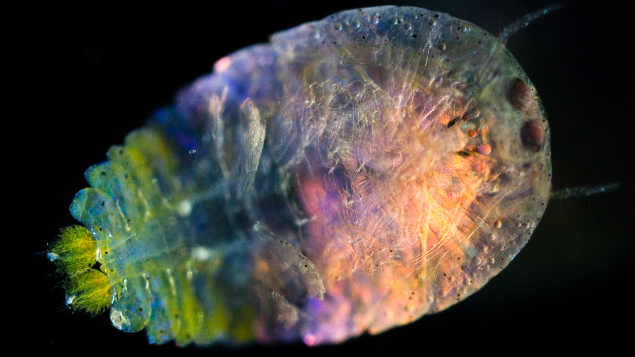 Revealed: The Ocean's Tiniest Life At The Bottom Of The Food Chain ...