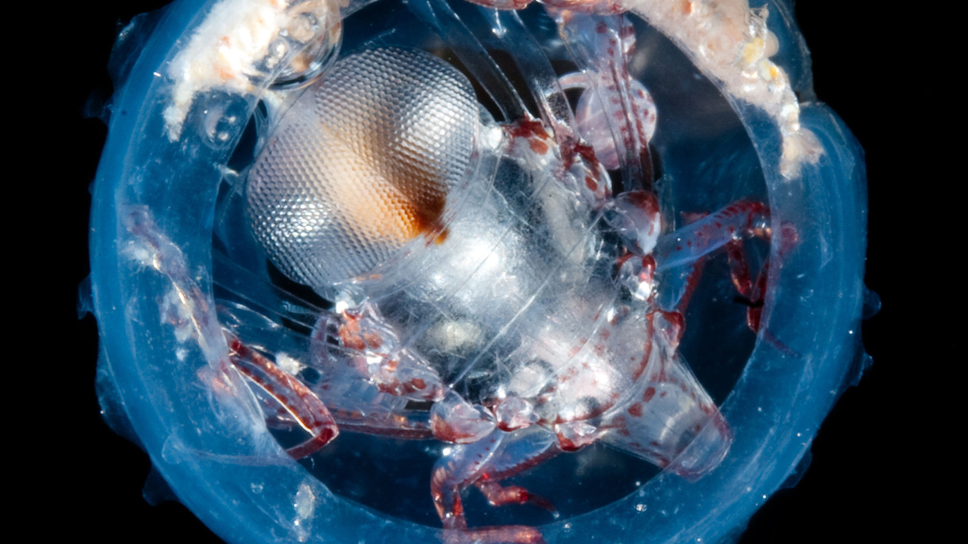 Revealed: The Ocean's Tiniest Life At The Bottom Of The Food Chain ...