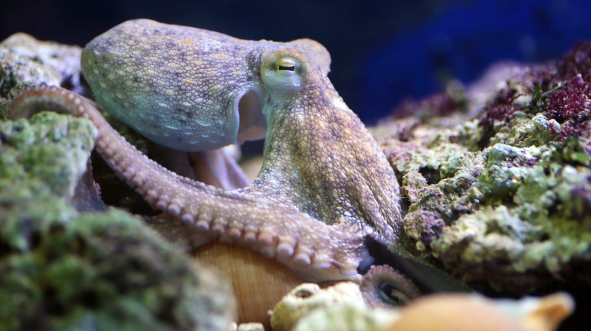 Viewing Octopus Choreography In Captivity : 13.7: Cosmos And Culture : NPR