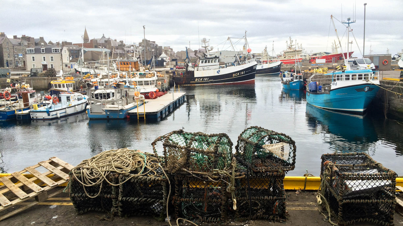 Cod Comeback: How The North Sea Fishery Bounced Back From The Brink ...