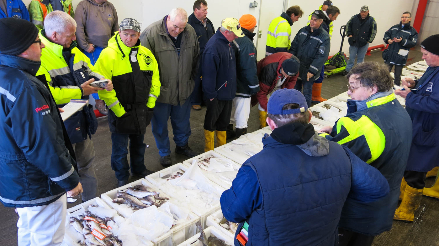 Cod Comeback: How The North Sea Fishery Bounced Back From The Brink ...