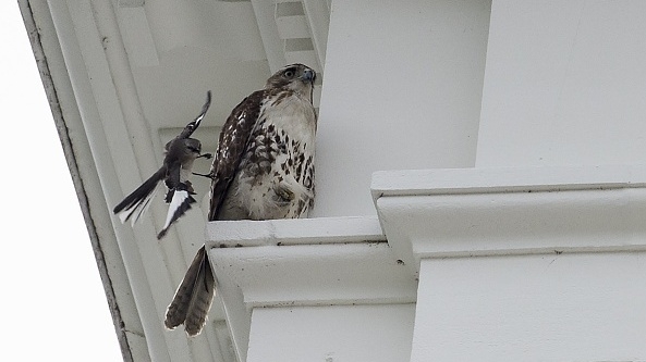 The White House Has A New Visitor, And It's Got Feathers : The Two-Way ...