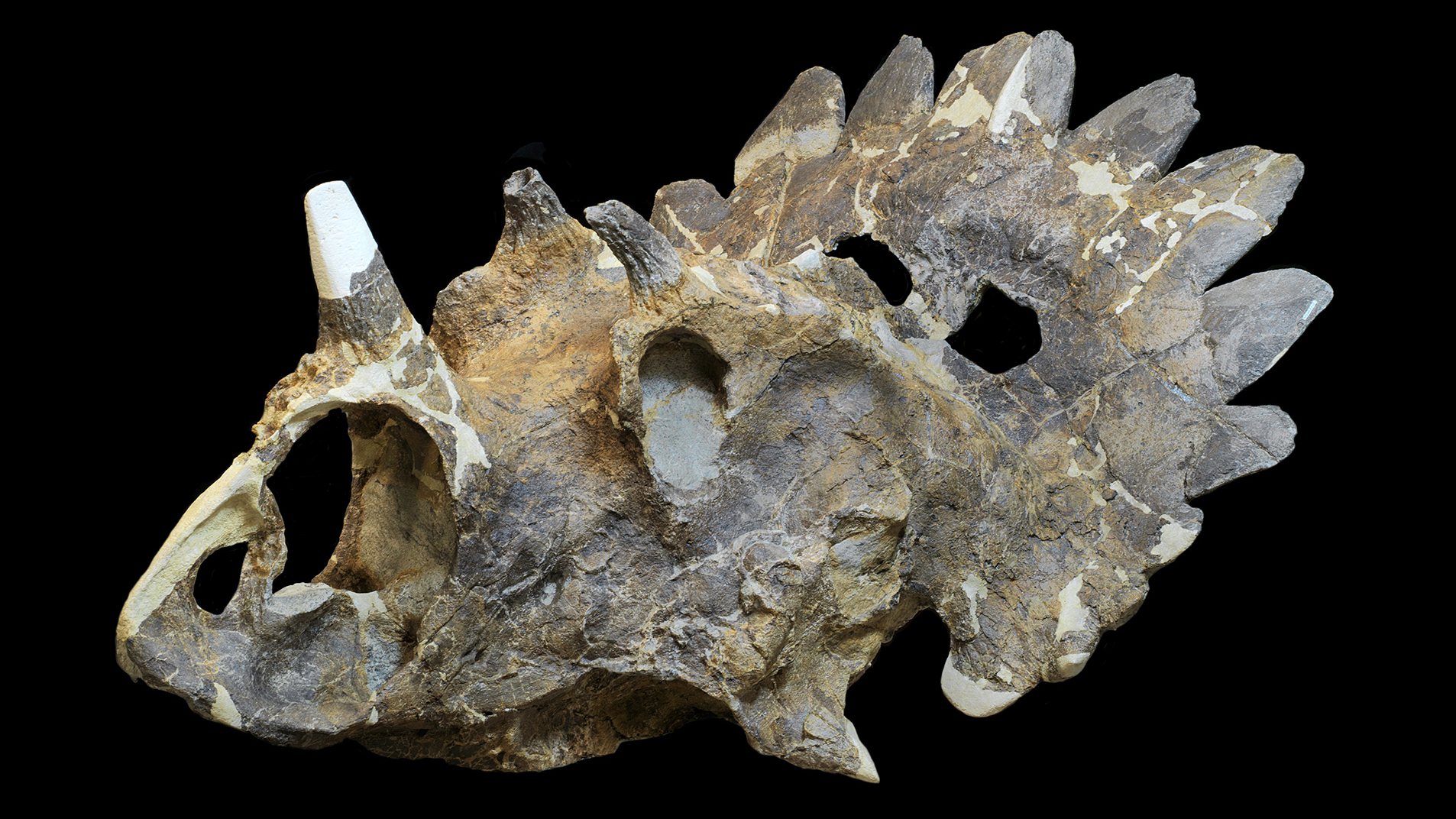 Newly Identified 'Hellboy' Dinosaur Sported Unique Horns, Scientists ...