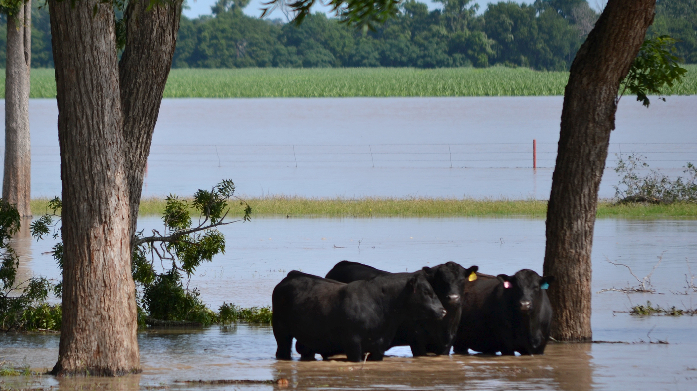 Texas Cattle Ranchers Whipsawed Between Drought And Deluge : NPR