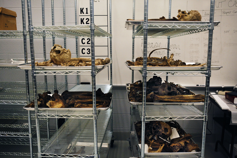 If These Bones Could Talk: The Stories Human Skeletons Can Tell : NPR ...