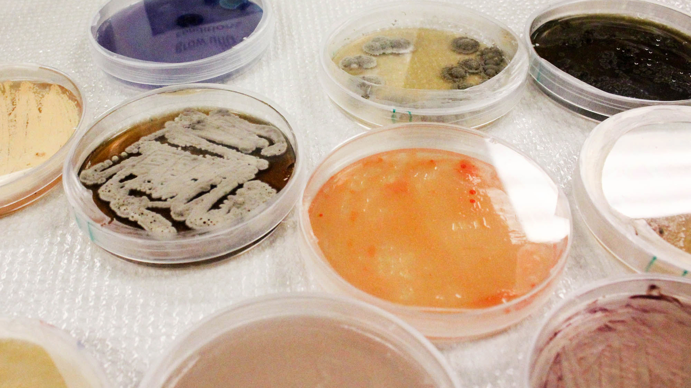 Mighty Farming Microbes: Companies Harness Bacteria To Give Crops A ...