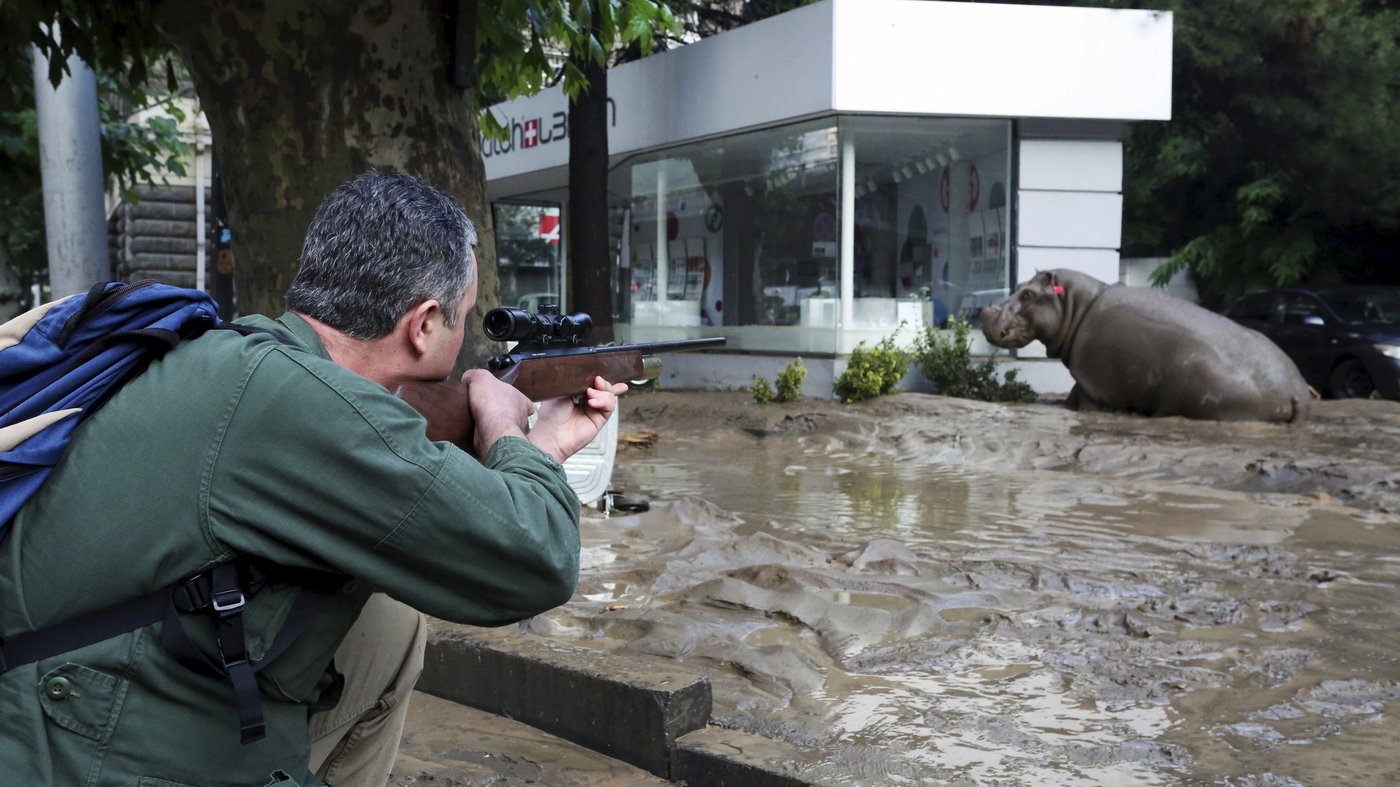 10 Dead, Zoo Animals Loose As Flooding Hits Tbilisi : The Two-Way : NPR