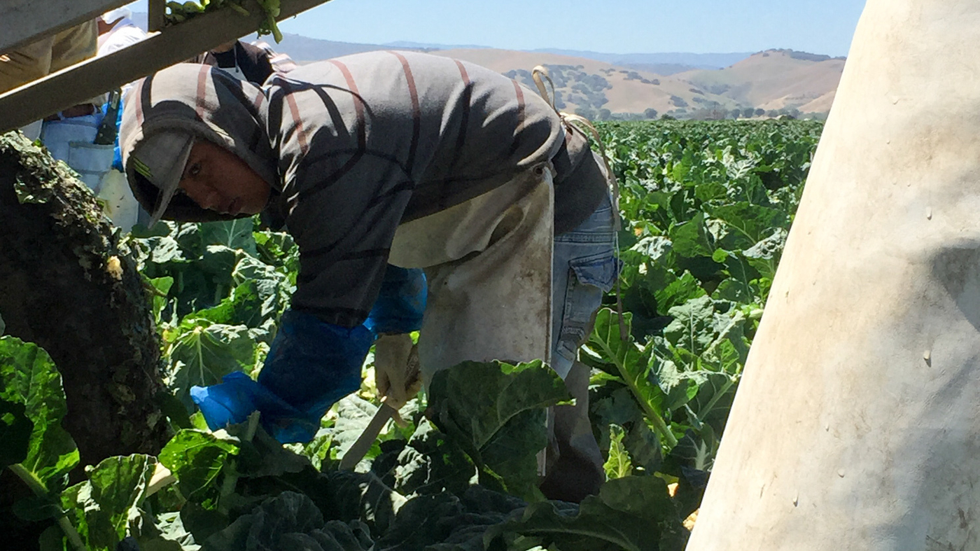 To Tackle Food Waste, Big Grocery Chain Will Sell Produce Rejects : The ...