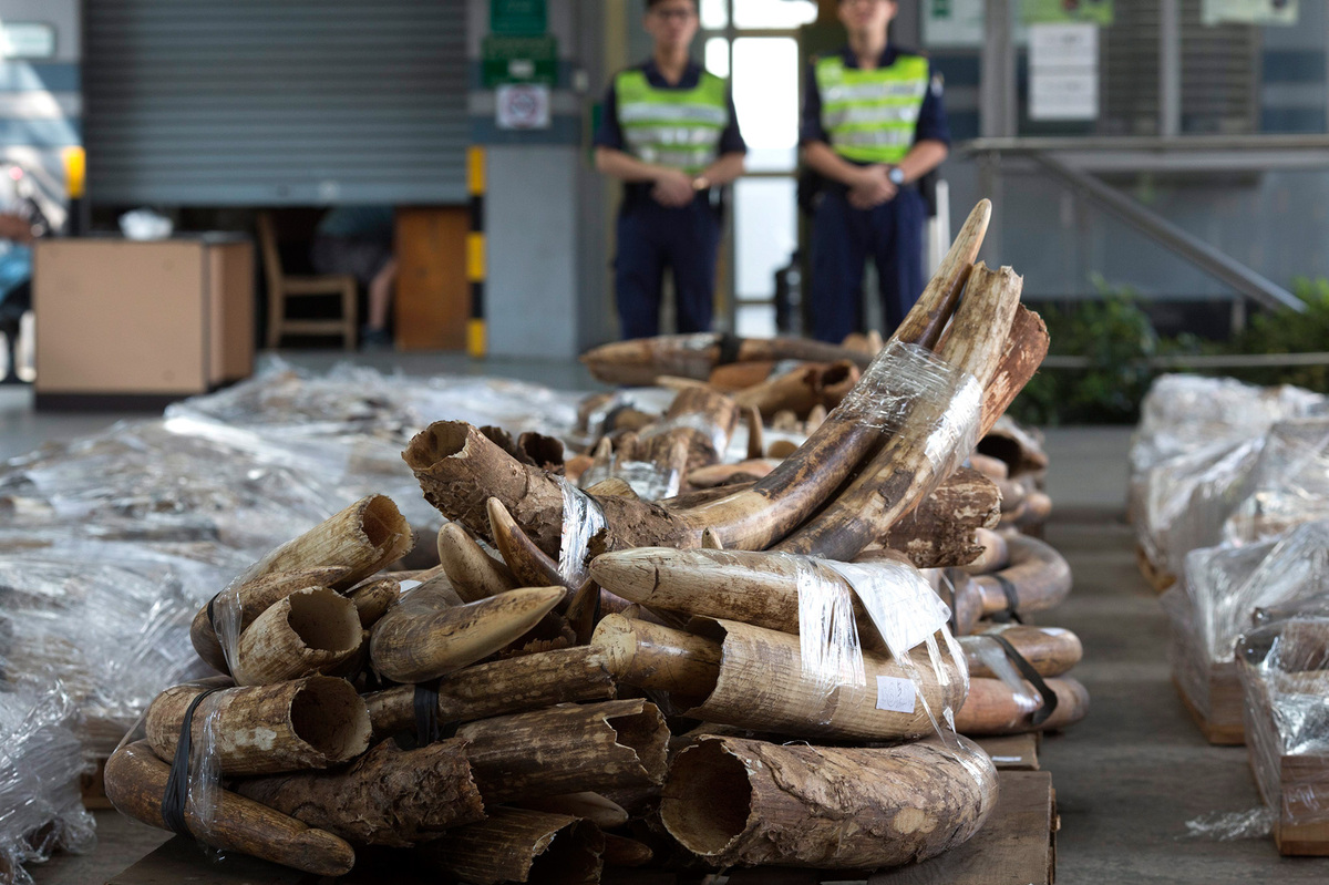 DNA Tracking Of Ivory Helps Biologists Find Poaching Hotspots : NPR