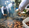In Peru, Folk Remedies Like Frog Smoothies Are Comfort Food : The Salt ...