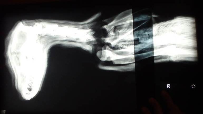 Millions Of Mummified Dogs Found In Ancient Egyptian Catacombs : NPR