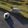 'Sheep View' Campaign Calls On Google To Photograph Roads In Faroe ...