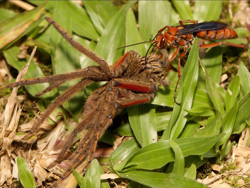 For This Tarantula-Killing Wasp, Dinner's A Meal Best Served Living : NPR
